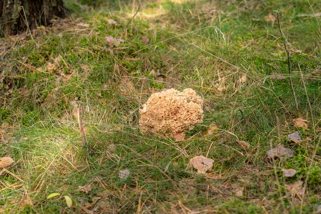 Tam, gdzie rosną szmaciaki - EcoReporters